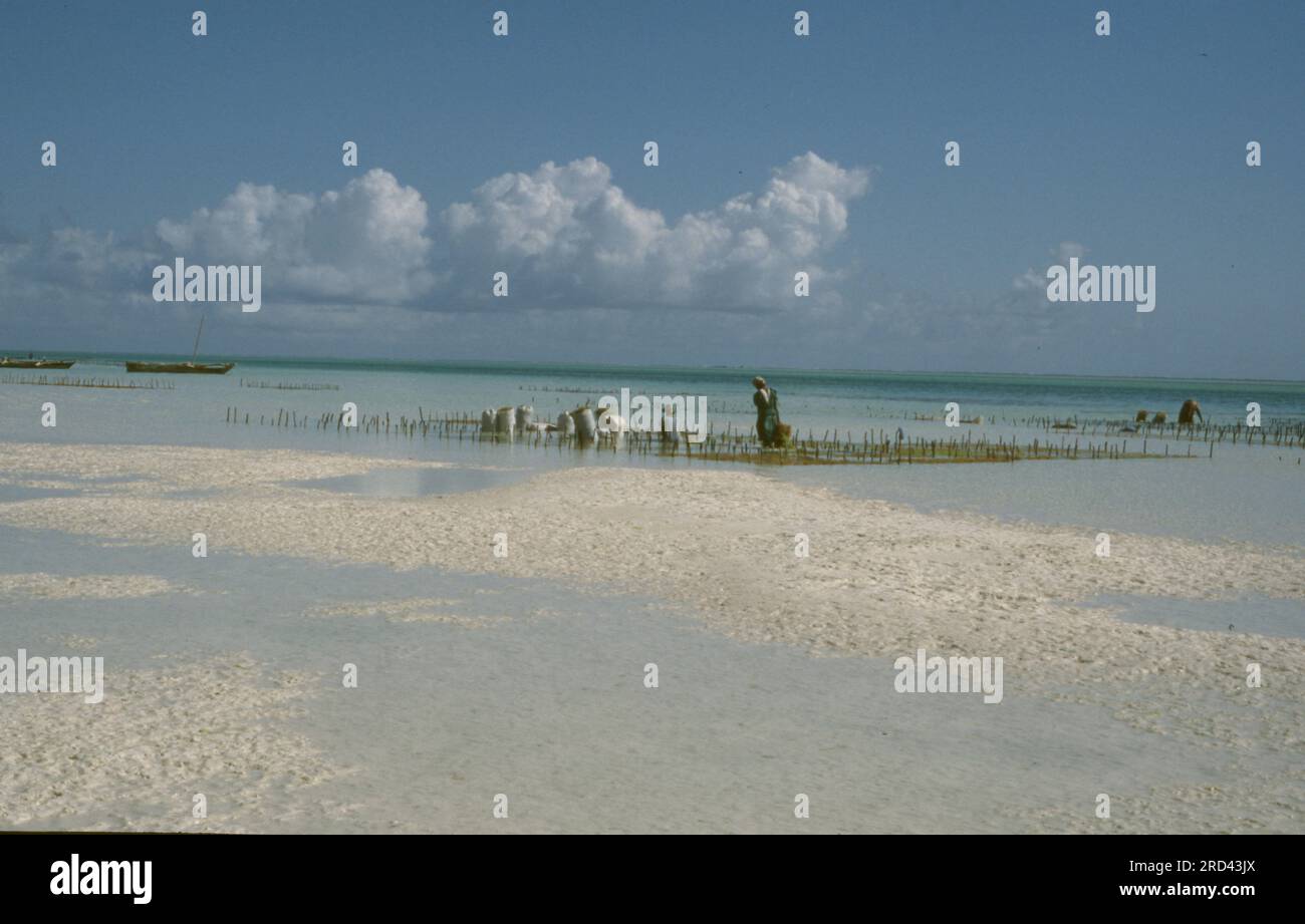 Tanzania and Zanzibar in 1998. Lifestyle, culture and wildlife ...
