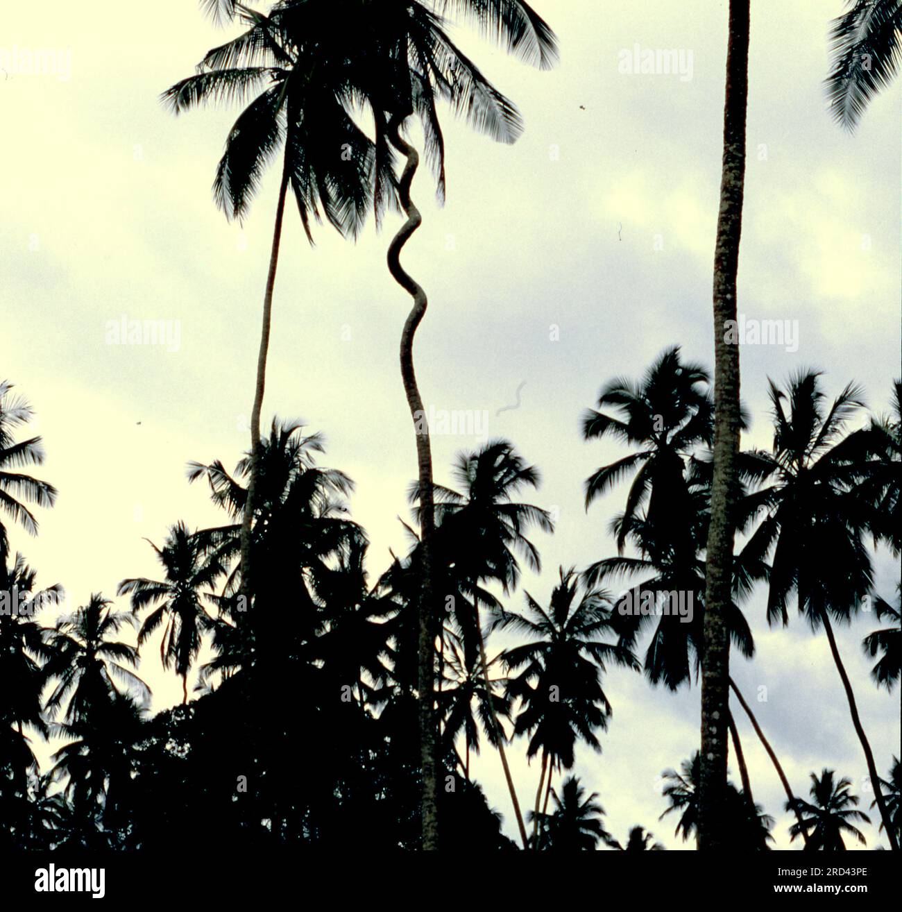 Tanzania and Zanzibar in 1998. Lifestyle, culture and wildlife ...