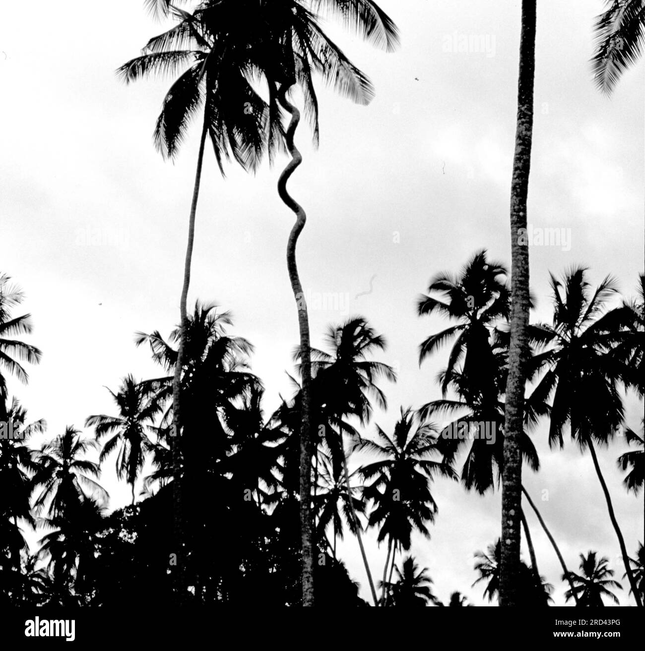 Tanzania and Zanzibar in 1998. Lifestyle, culture and wildlife ...