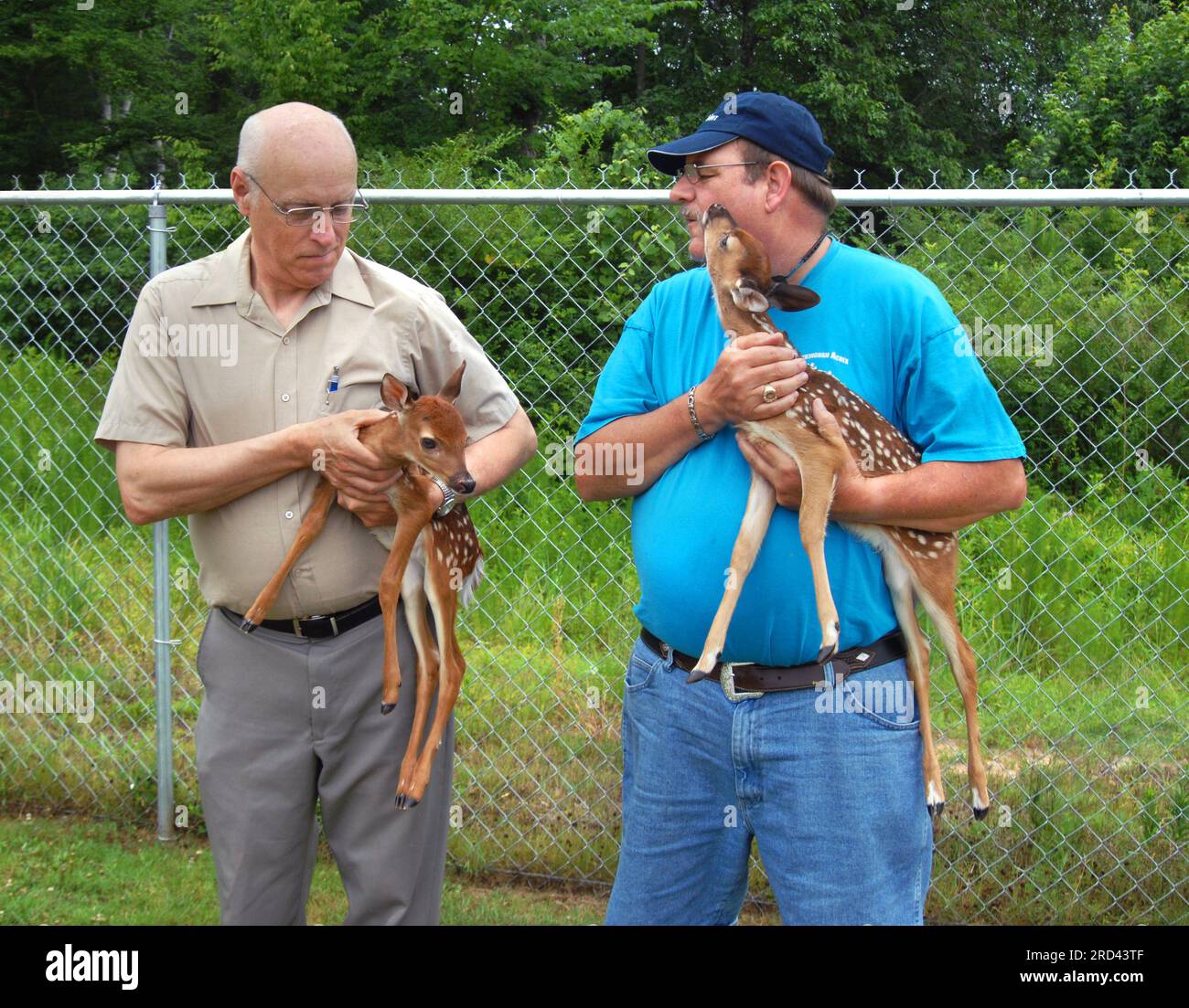 Two men hold two baby deer. Deer still have spots and are helpless. One ...