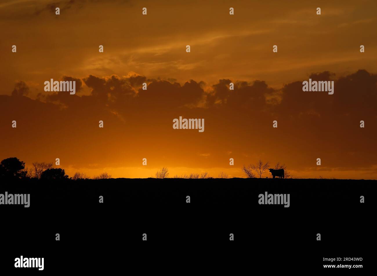 Glorious sunset shows silhouette of lone cow as it heads for the ...