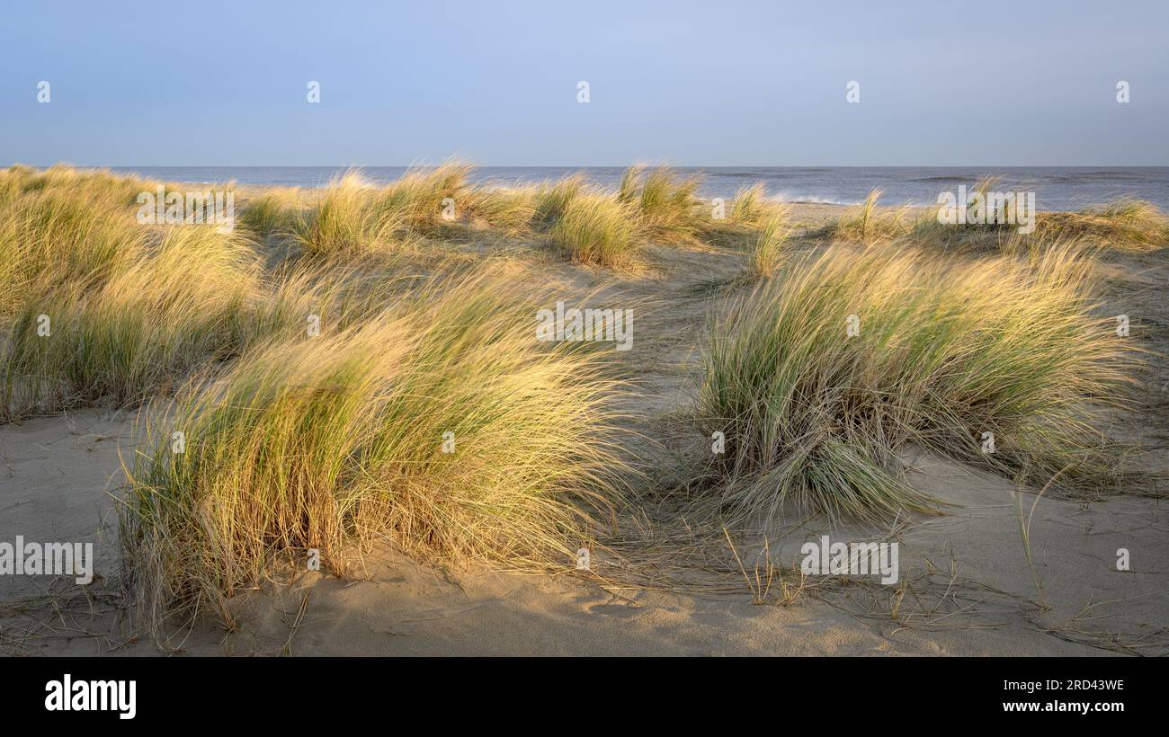Marram grass waving in wind hi-res stock photography and images - Alamy