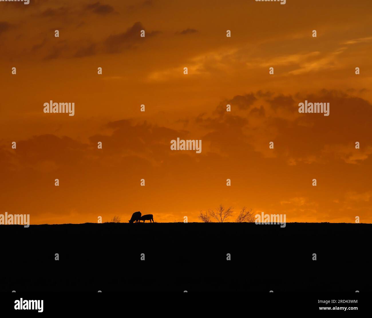 Glorious sunset silhouettes cow and calf as they feed on the hilltop ...