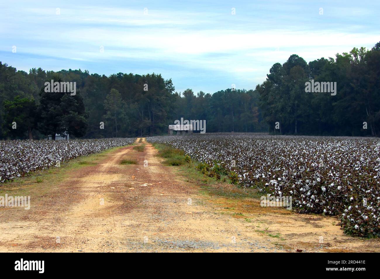 Dirt lane leads to an old field workers cabin in the middle of a field ...