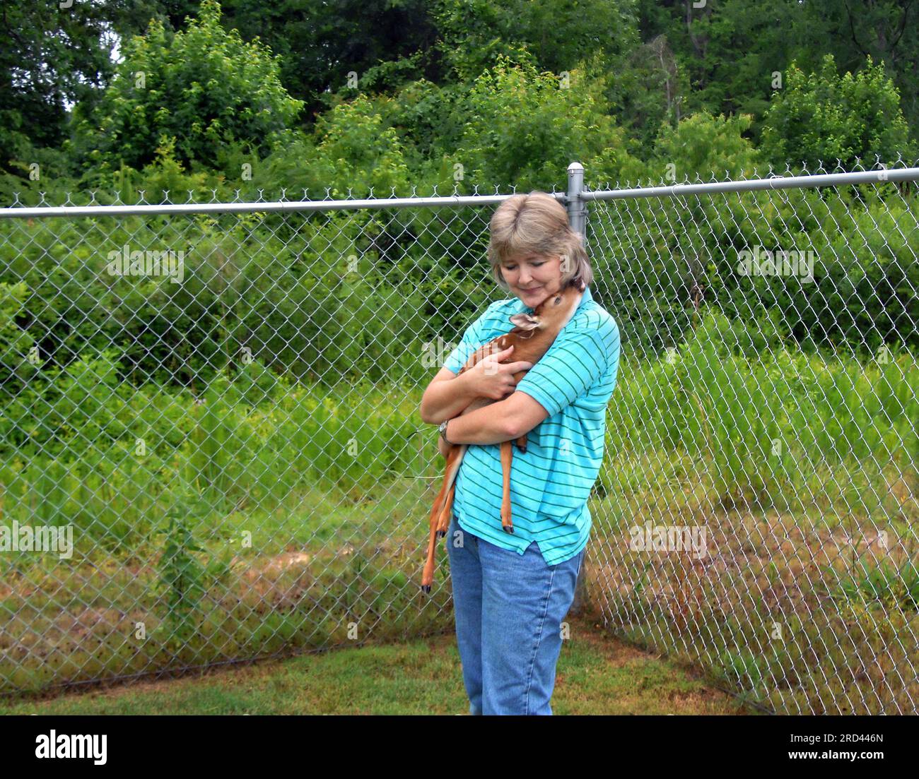 Motherless fawn nuzzles the neck of sustitute mother. Woman holds fawn ...