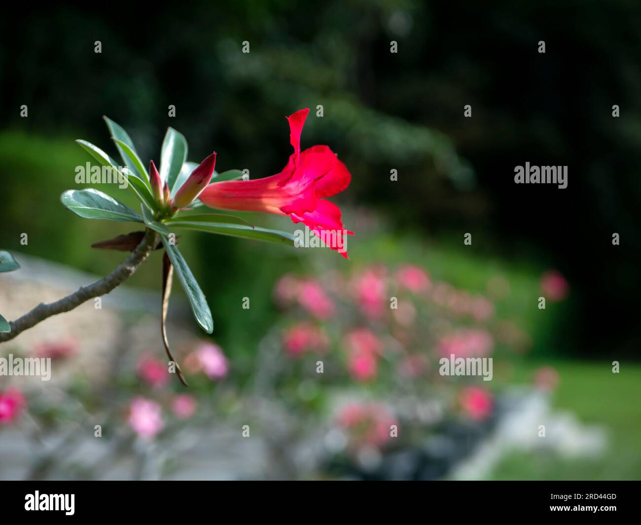 Close up of red Adenium flower, also known as desert rose Stock Photo ...