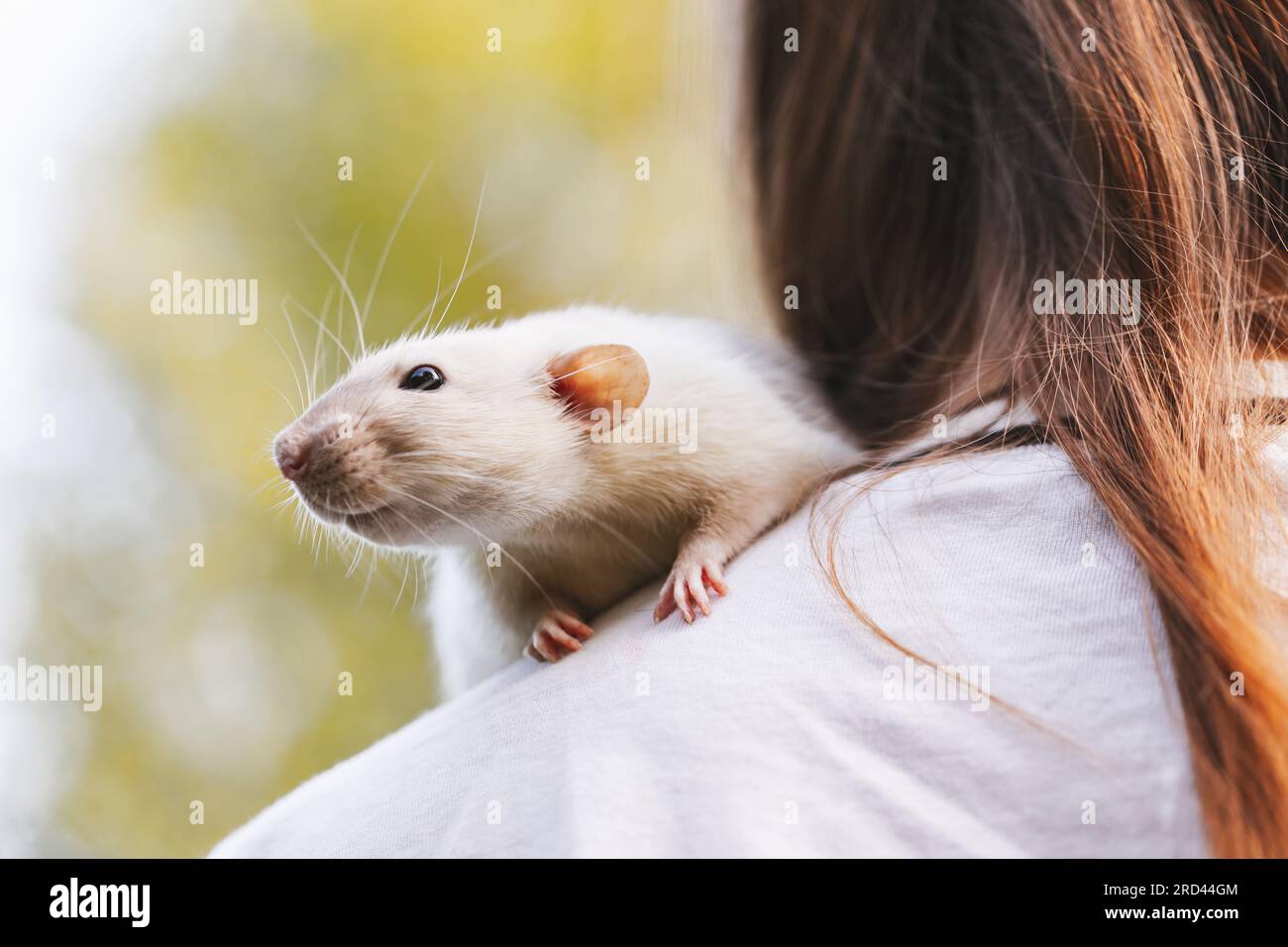 Cute male Dumbo rat, a variety of decorative domestic fancy rat sitting ...