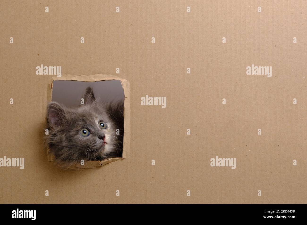 Small gray kitten struck its muzzle out cut out window in cardboard ...