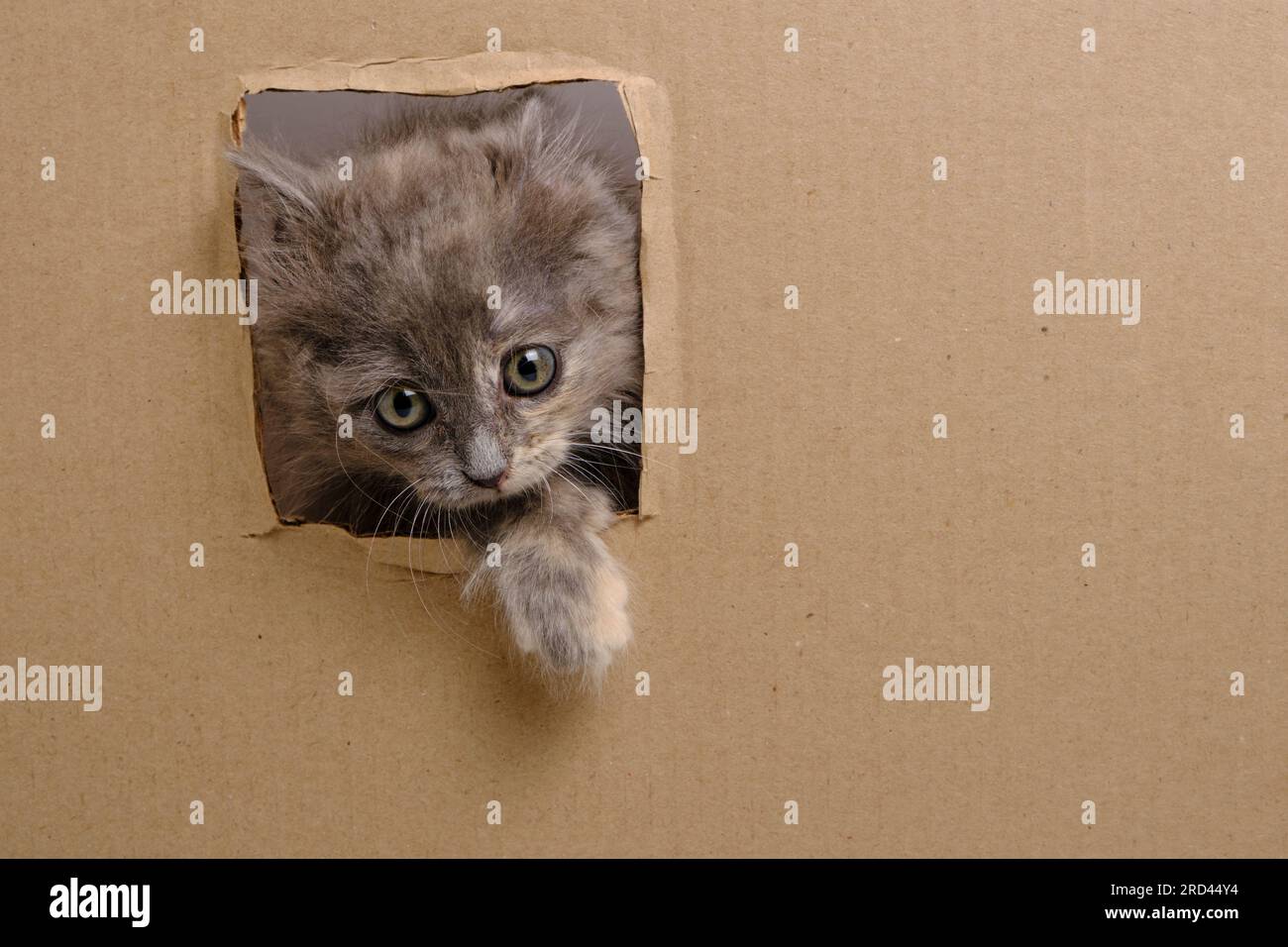 Small gray kitten stuck its muzzle and paws out window cut out in ...