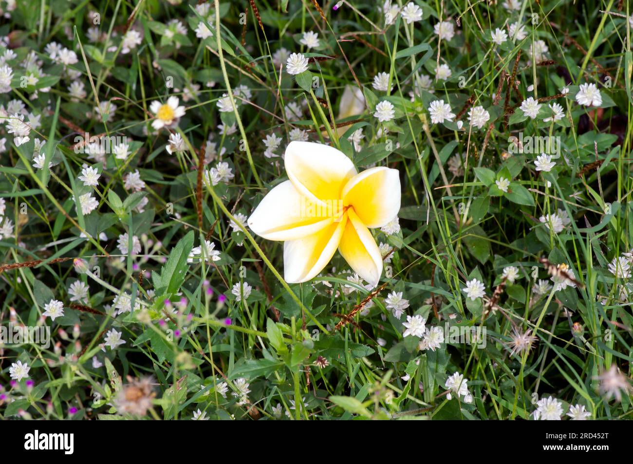 Kamboja flower (Plumeria), also known as Lei flowers and Frangipani, in ...