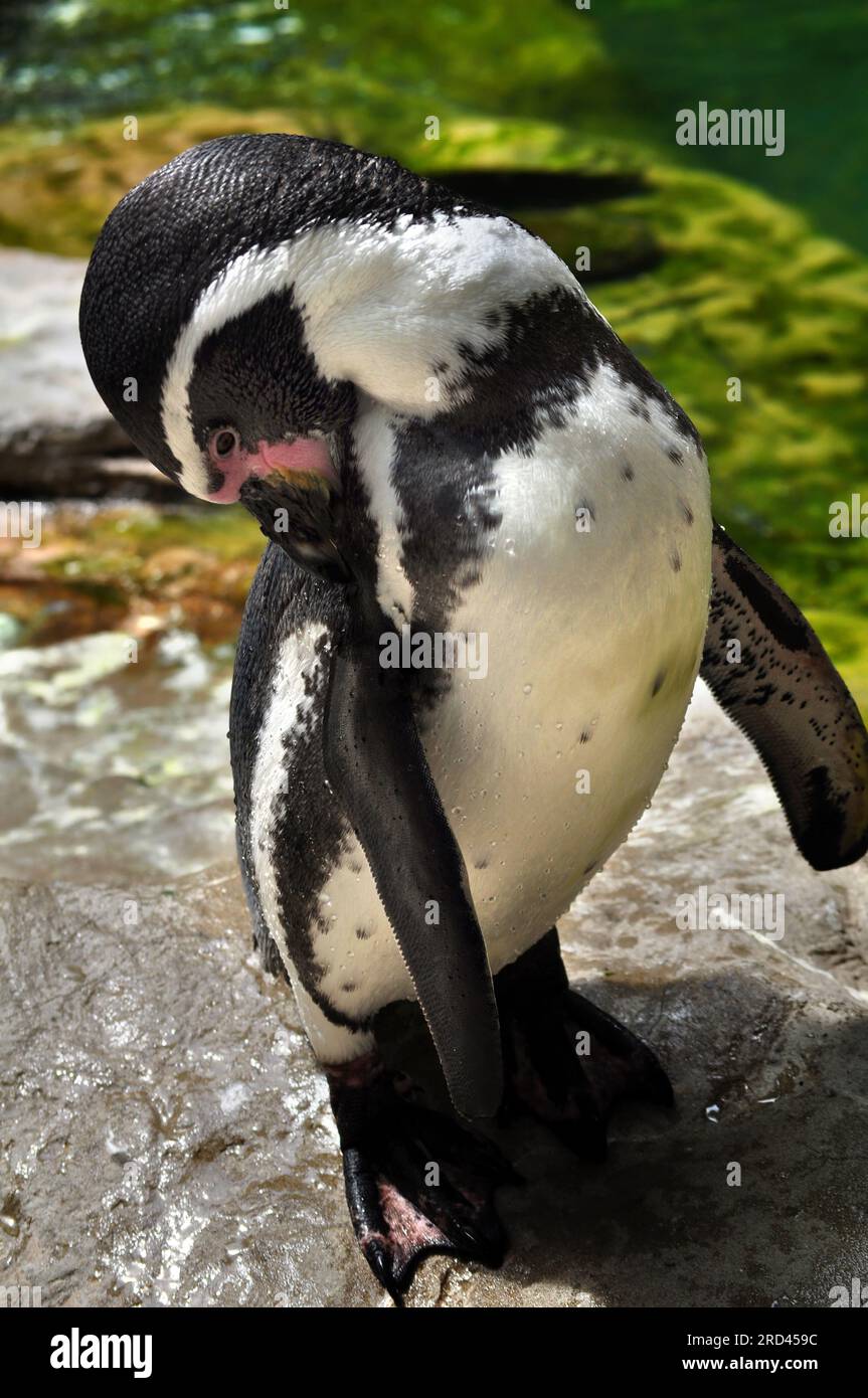 To wet himself hi-res stock photography and images - Alamy