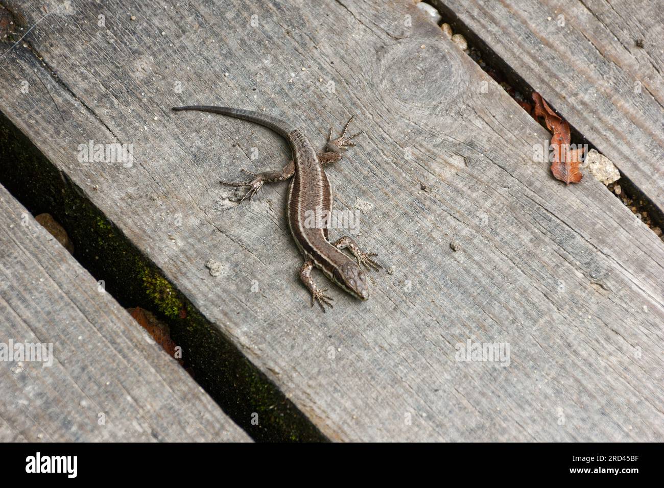 Beauty lizard hi-res stock photography and images - Alamy