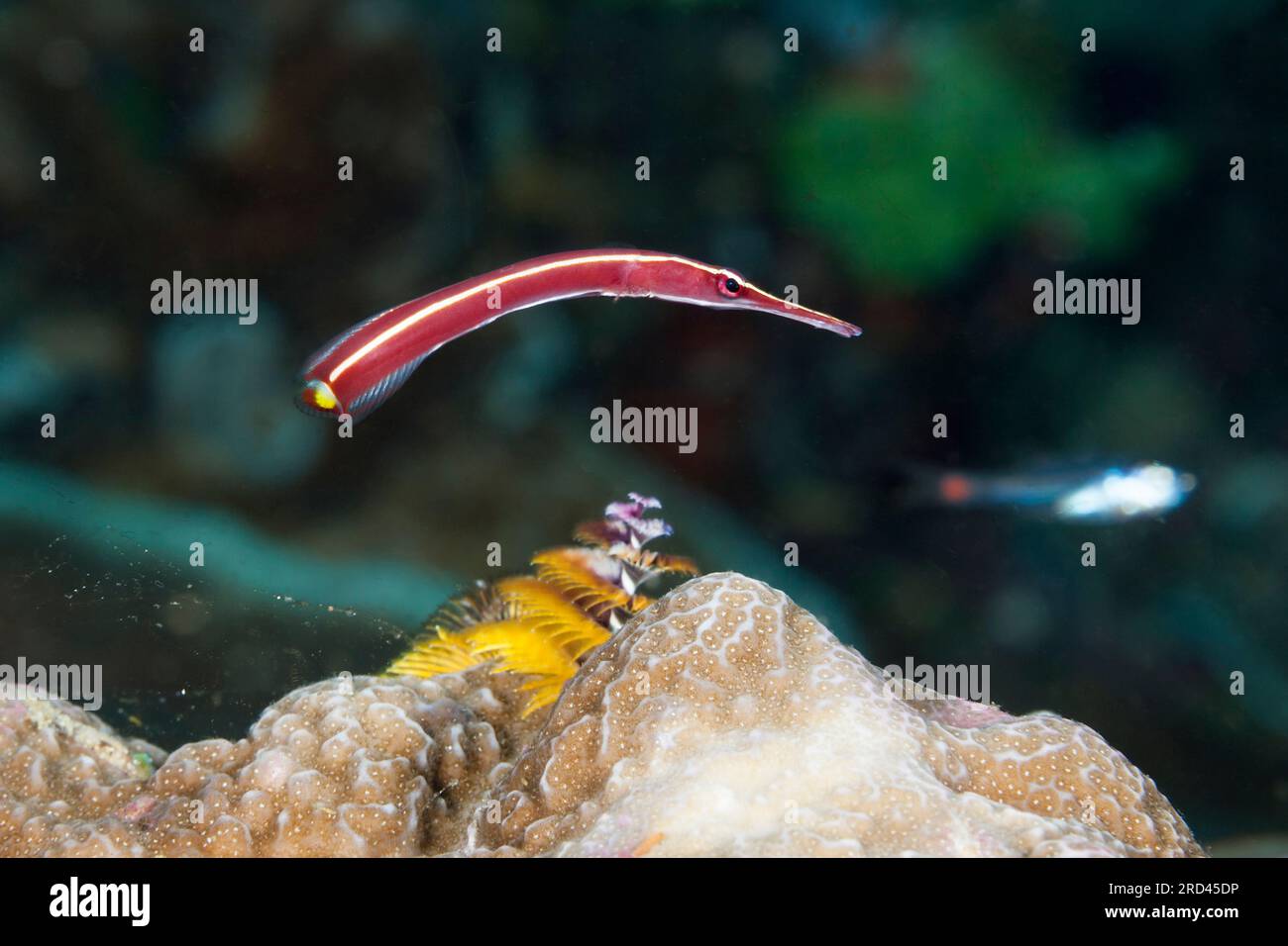 Red Pipefish, Duncerocampus sp., Raja Ampat, West Papua, Indonesia ...