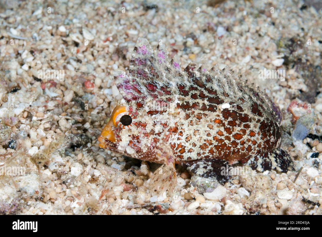 Whispy Waspfish, Paracentropogon longispinis, Raja Ampat, West Papua ...