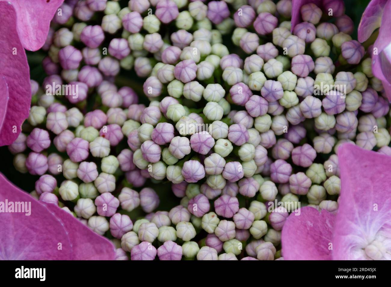 beautiful and fresh flowers and plants inside promenade fleurie near ...
