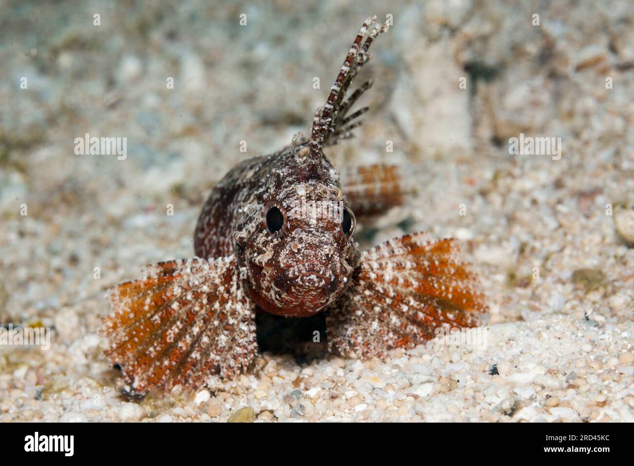 Whispy waspfish hi-res stock photography and images - Alamy