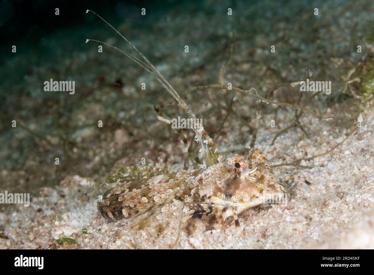 Fingered Dragonet, Dactylopus dactylopus, Raja Ampat, West Papua ...