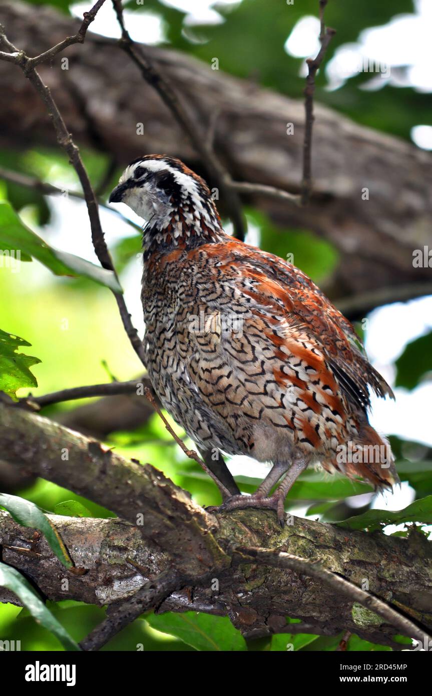 Full lenth image of a quail stands in profile against the limbs and ...