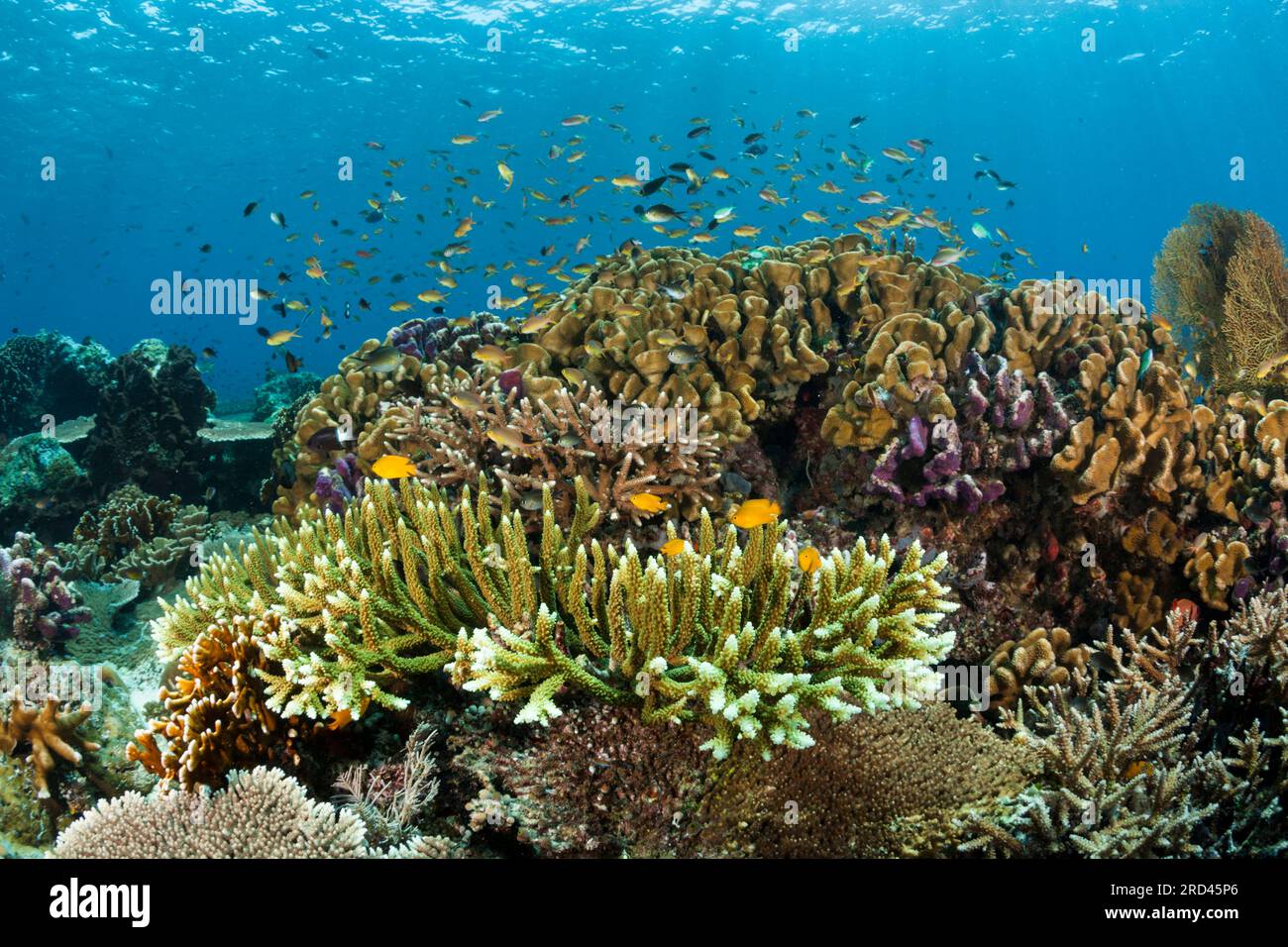 Hard Coral Reef, Raja Ampat, West Papua, Indonesia Stock Photo - Alamy