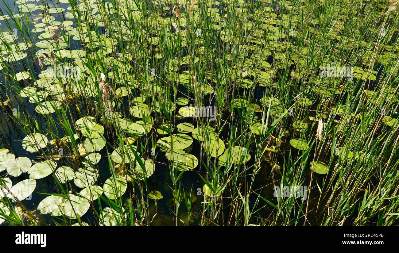 Bright green lily pads floating amongst grasses and reeds on the water ...