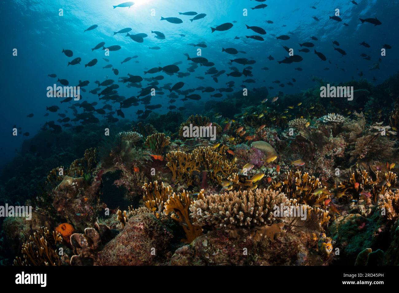 Hard Coral Reef, Raja Ampat, West Papua, Indonesia Stock Photo - Alamy
