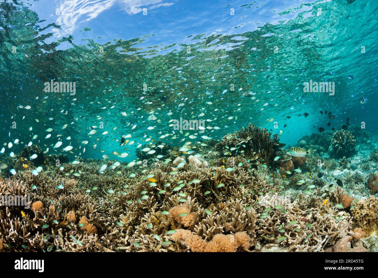 Pristine Reef Top, Raja Ampat, West Papua, Indonesia Stock Photo - Alamy