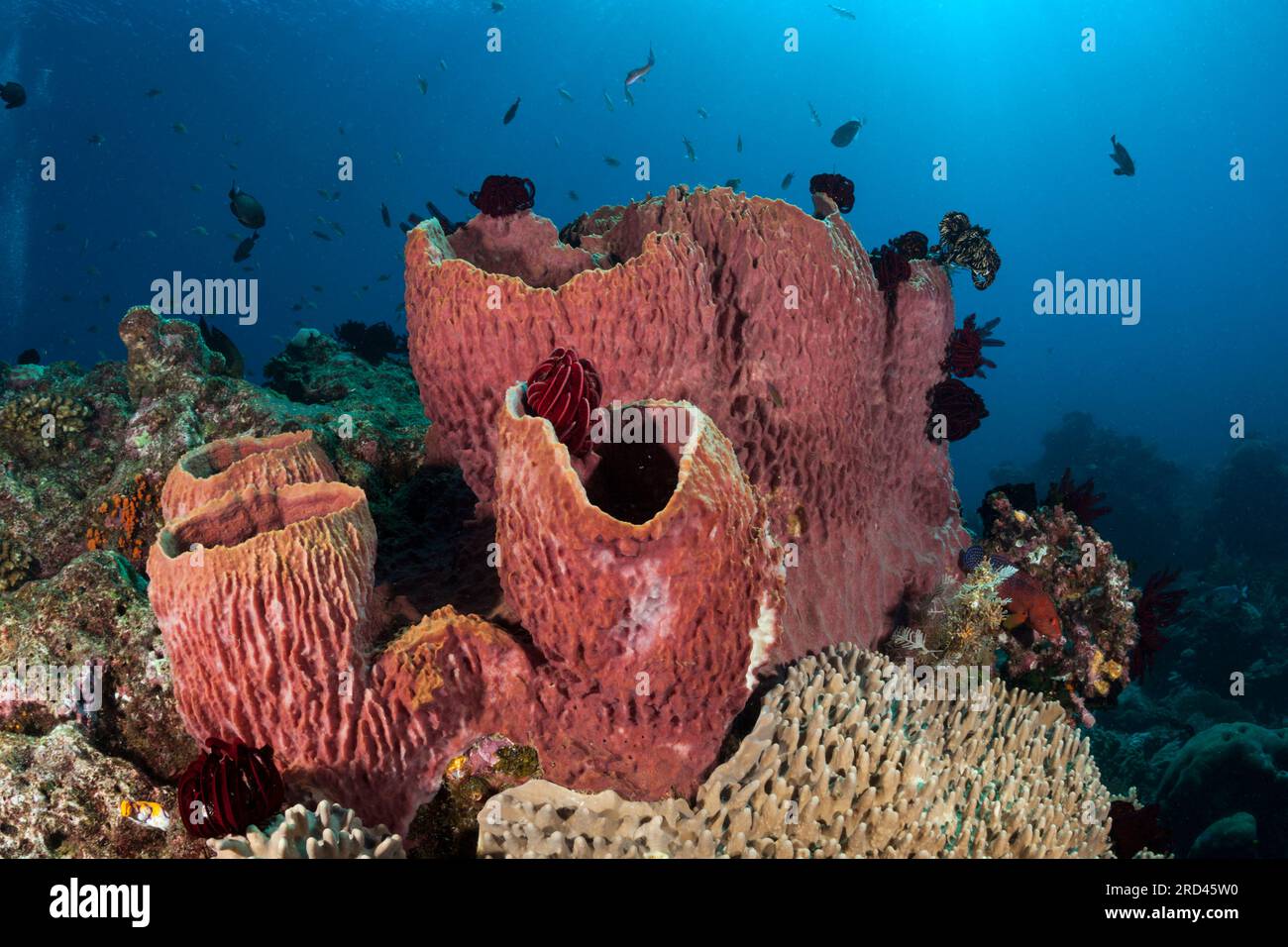 Coral reef with Barrel Sponge, Xestospongia testudinaria, Raja Ampat ...