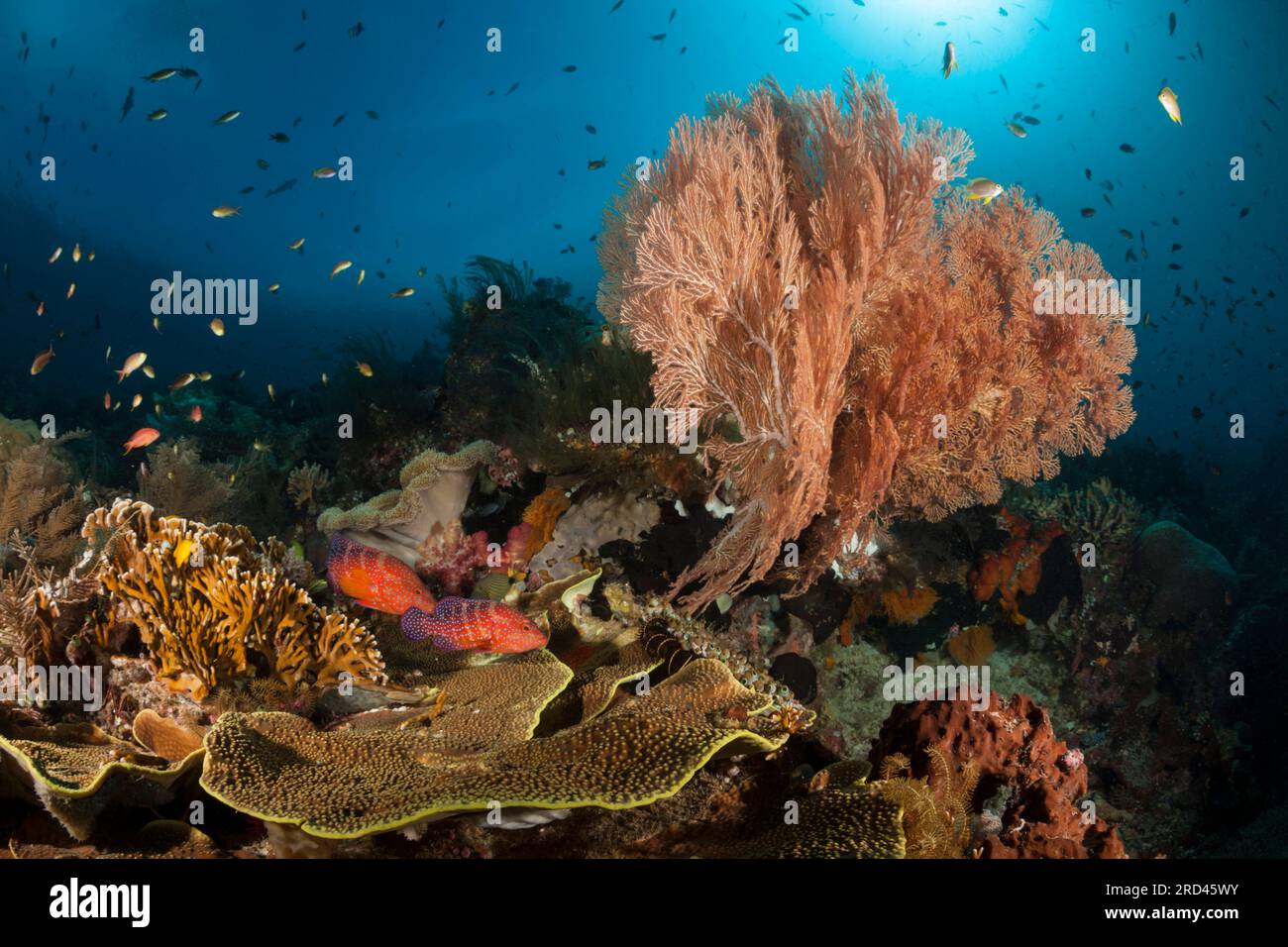 Colored Coral Reef, Raja Ampat, West Papua, Indonesia Stock Photo - Alamy