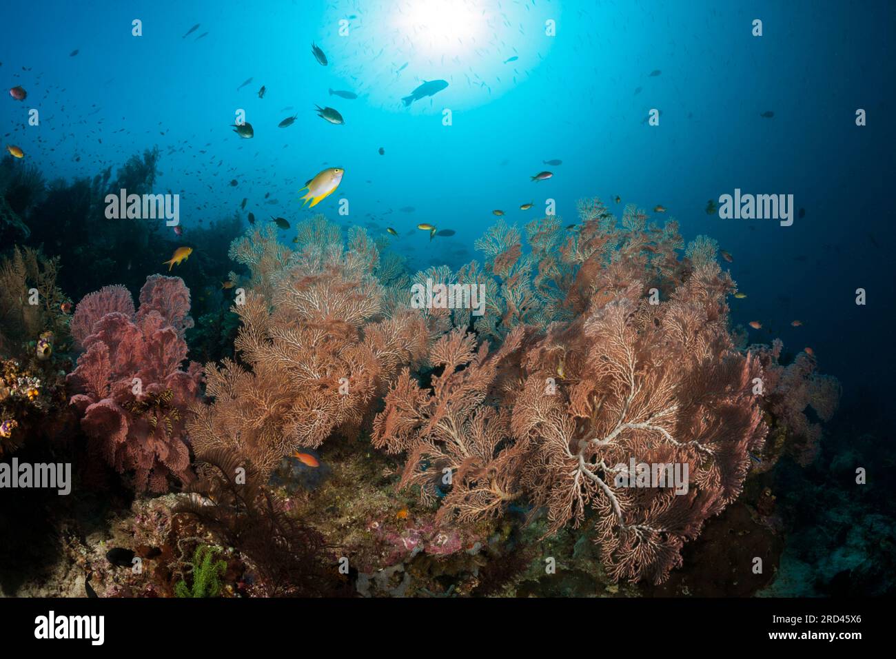 Colored Coral Reef, Raja Ampat, West Papua, Indonesia Stock Photo - Alamy