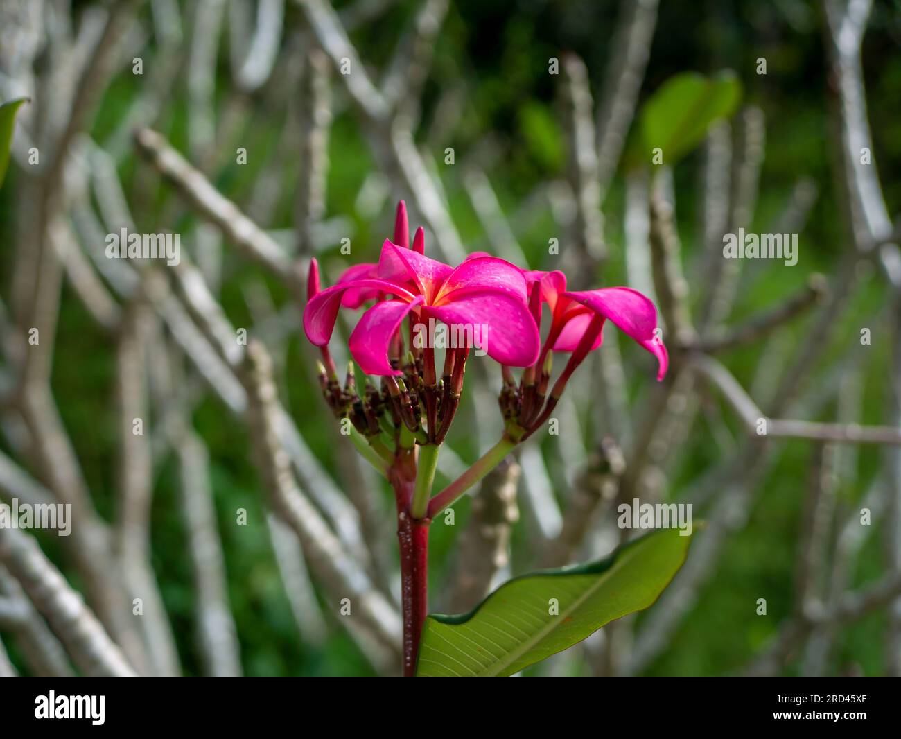 Purple Kamboja flower (Plumeria), a genus of flowering plants in the ...