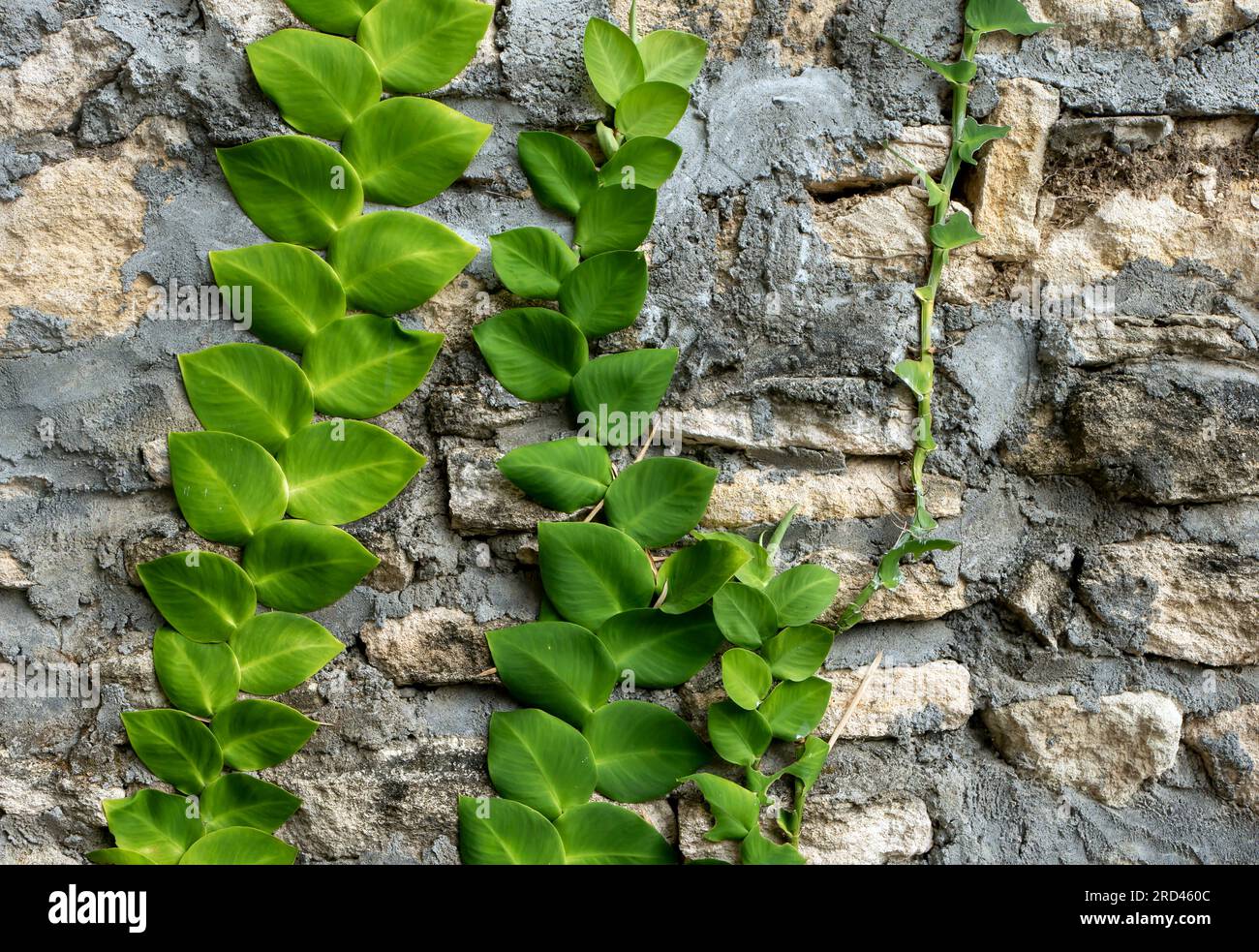 Rambat dolar, Rhaphidophora hayi, Shingle Plant, a climbing plant from ...