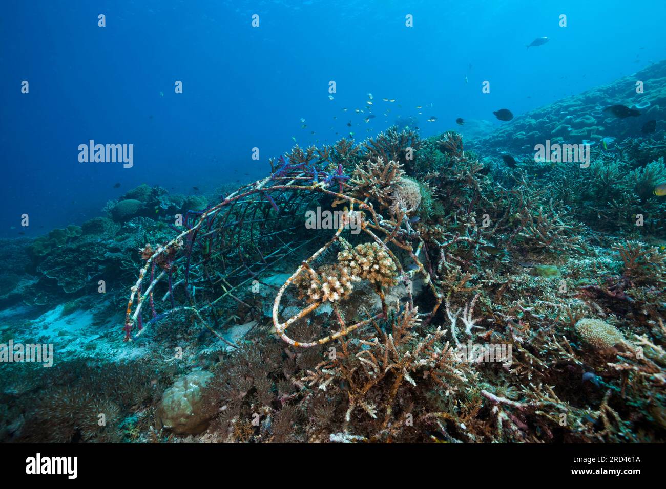 Coral Gardening Project, Raja Ampat, West Papua, Indonesia Stock Photo ...