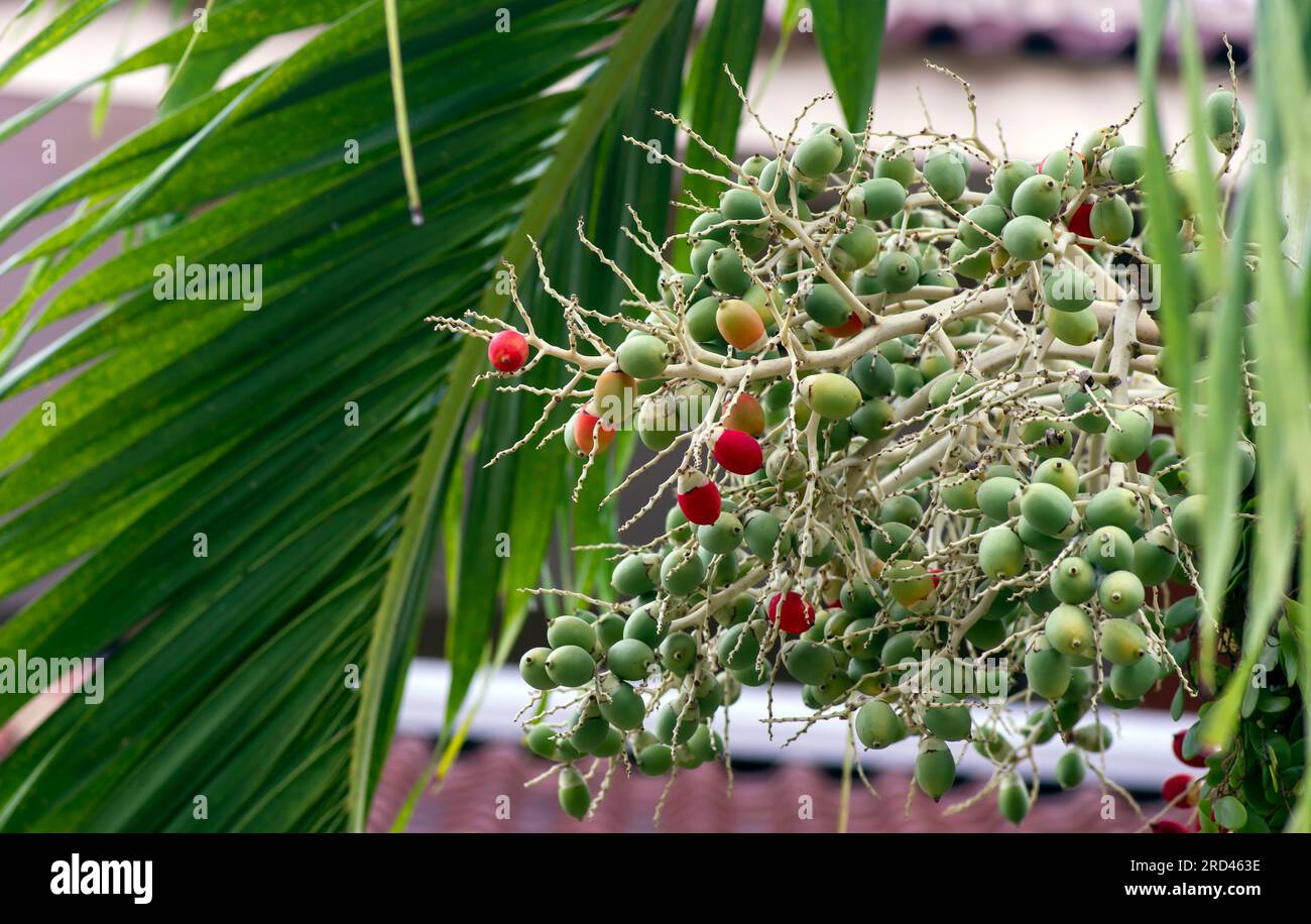 Red and green Areca nut palm, Betel Nuts, Betel palm (Areca catechu ...