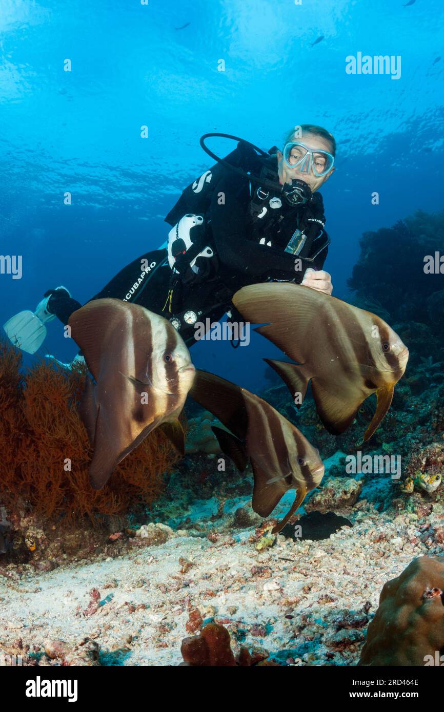 Scuba diver and Group of Longfin Batfish, Platax teira, Raja Ampat ...