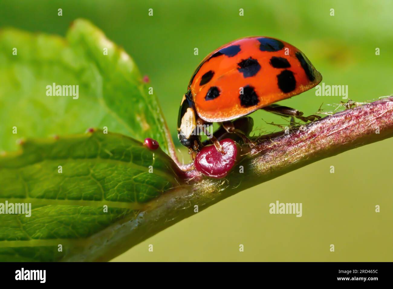 Asian Ladybird eating nectar from an extrafloral nectar gland on a leaf ...