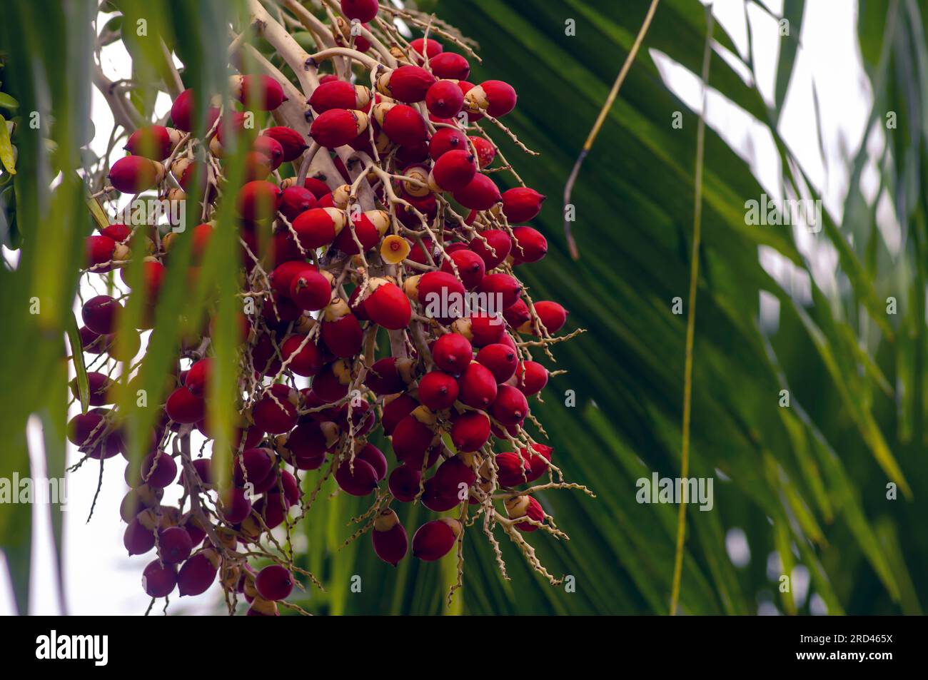 Red Areca nut palm, Betel Nuts, Betel palm (Areca catechu) hanging on its tree Stock Photo - Alamy