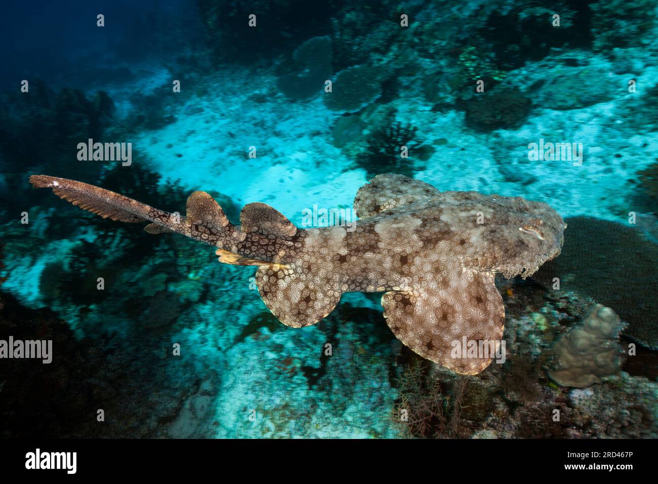Tasselled Wobbegong, Eucrossorhinus dasypogon, Raja Ampat, West Papua ...
