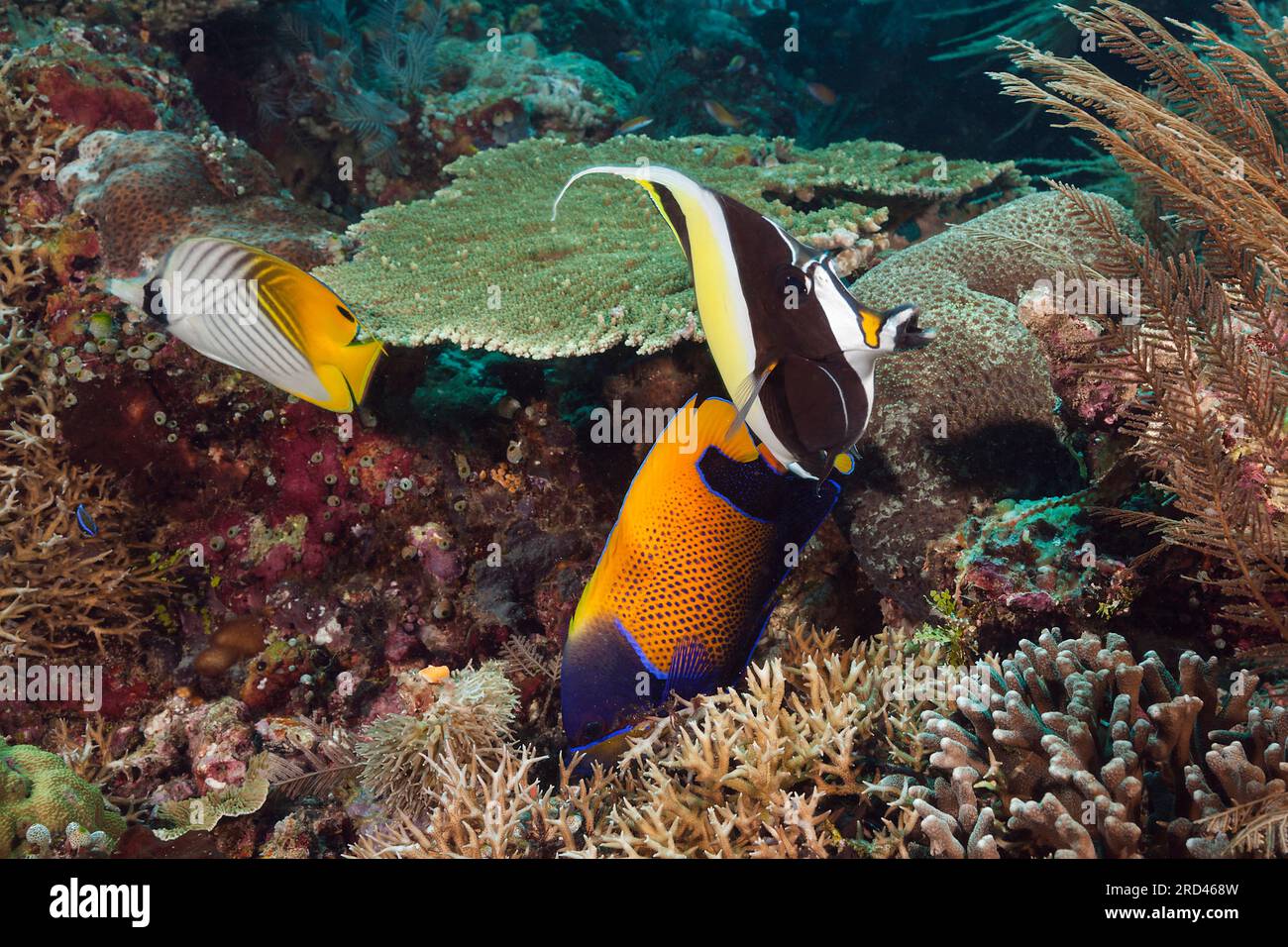 Coral Fish in Coral Reef, Raja Ampat, West Papua, Indonesia Stock Photo ...