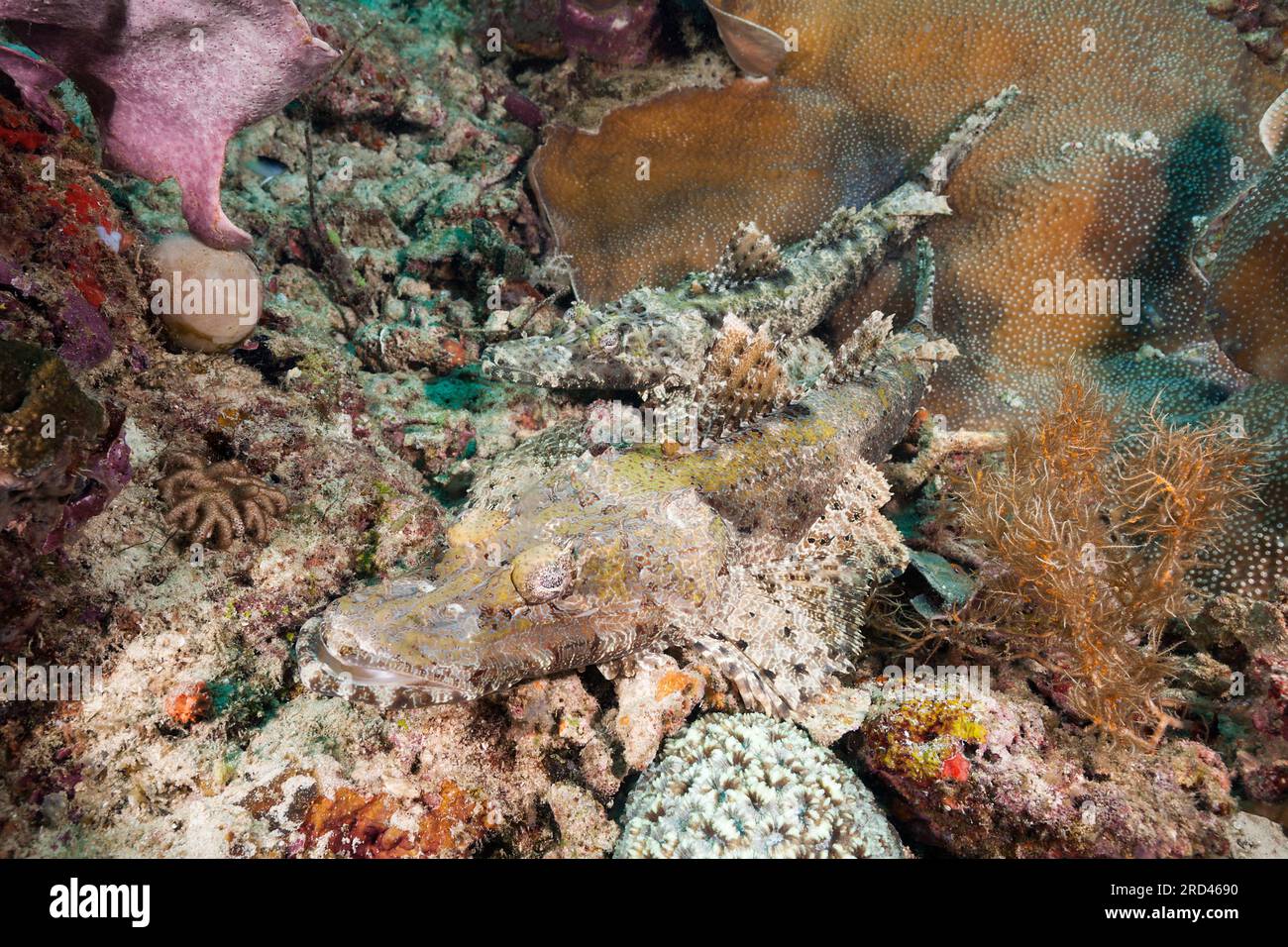 Pair of Beauforts crocodilefish, Cymbacephalus beauforti, Raja Ampat ...