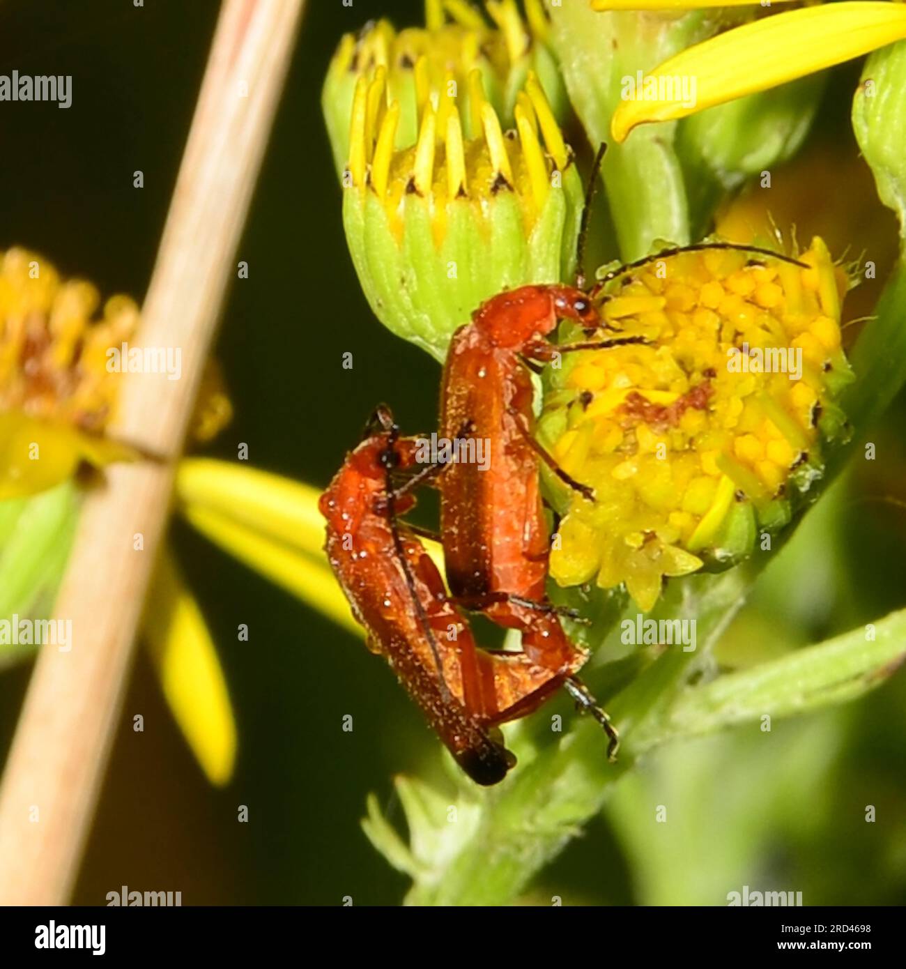 British beetles hi-res stock photography and images - Alamy
