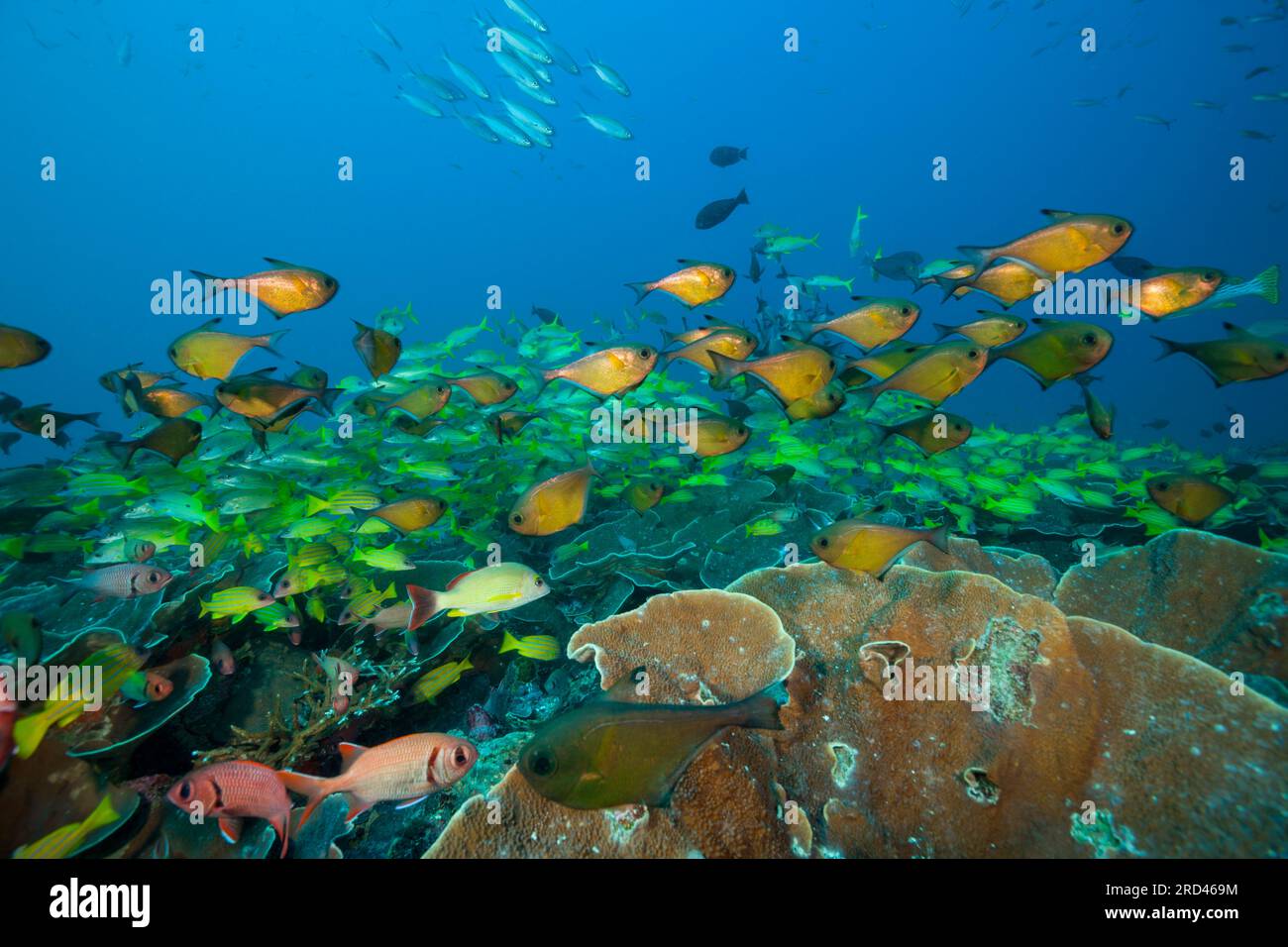 Shoal of Copper Sweeper, Pempheris oualensis, Raja Ampat, West Papua ...
