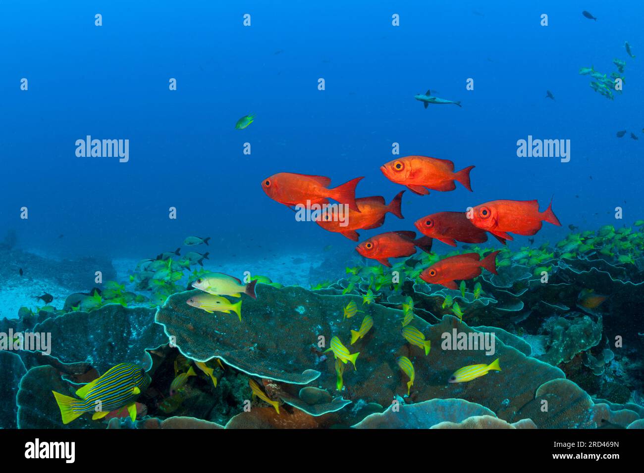 Crescent-tail Bigeye, Priacanthus hamrur, Raja Ampat, West Papua ...