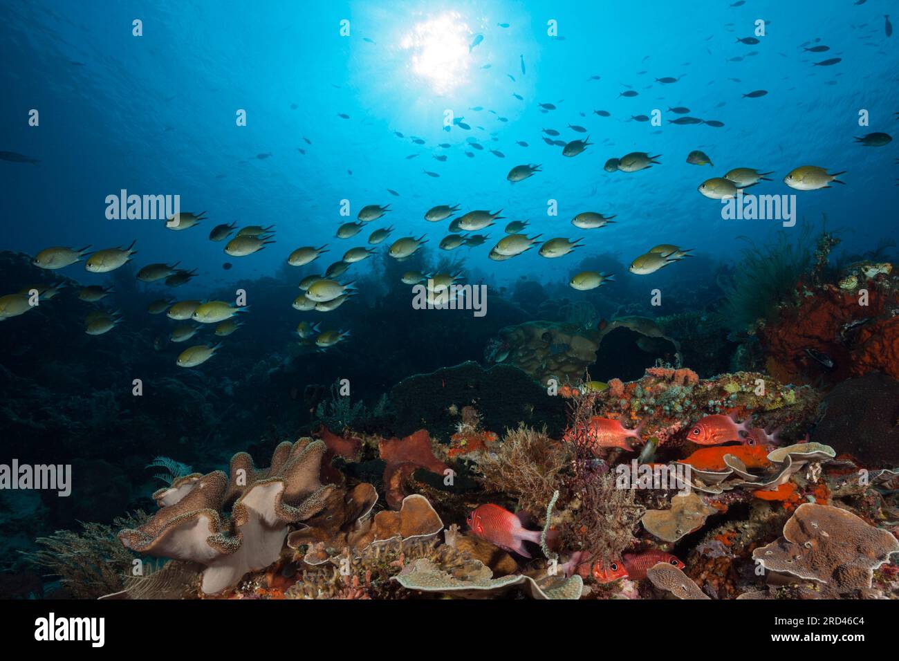 Coral Fish in Coral Reef, Raja Ampat, West Papua, Indonesia Stock Photo ...