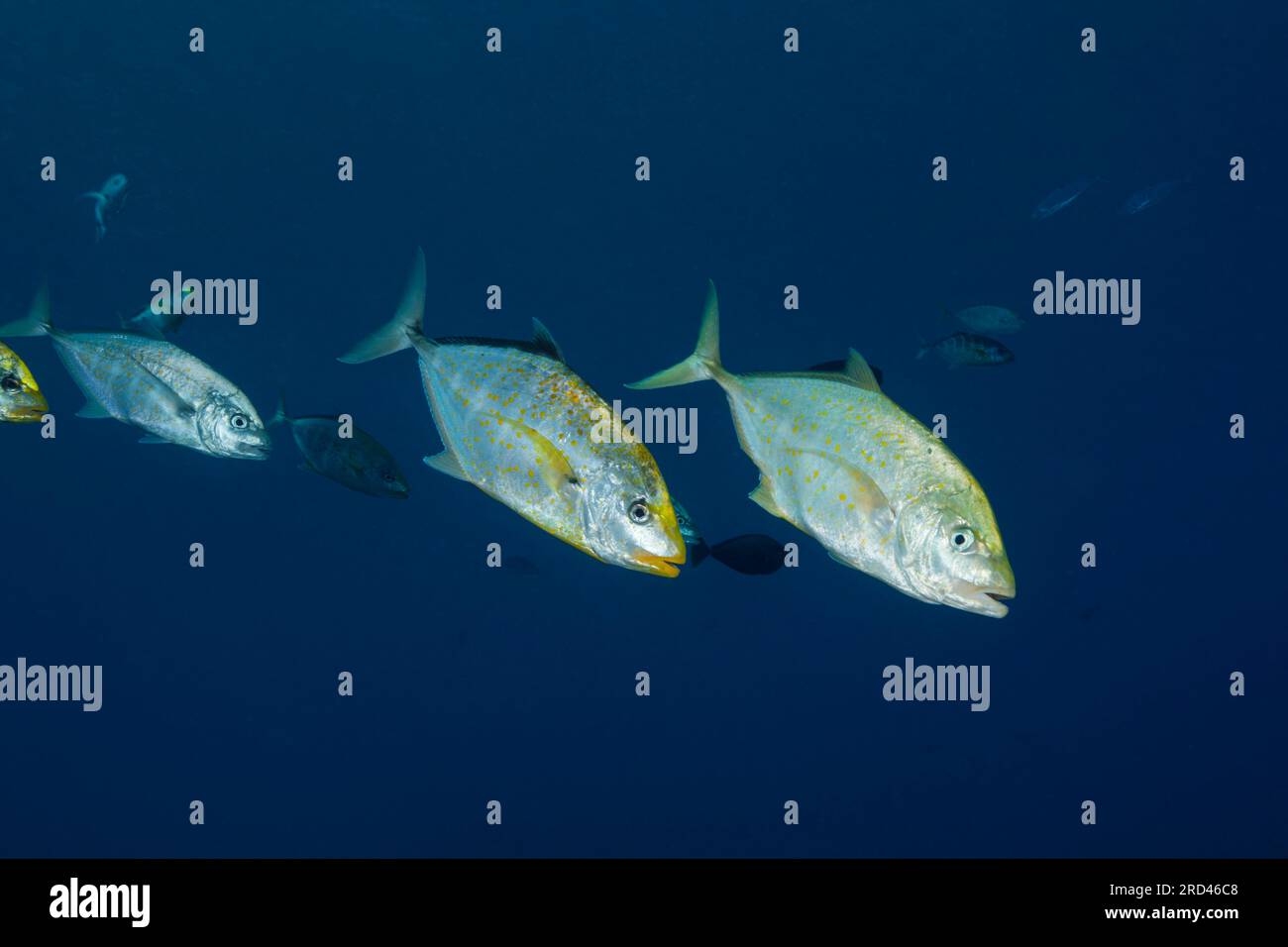 Orange-spotted Trevally, Carangoides bajad, Raja Ampat, West Papua ...