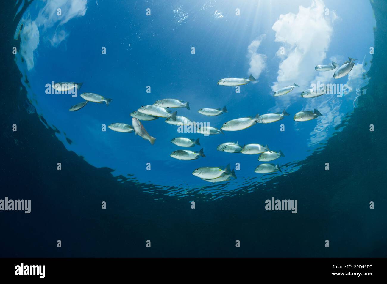 Shoal of Lined Rabbitfish, Siganus lineatus, Raja Ampat, West Papua ...