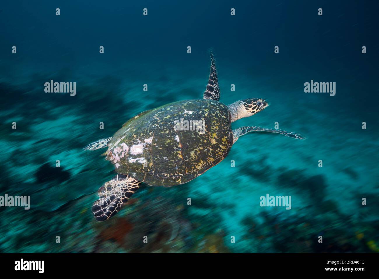 Hawksbill Sea Turtle, Eretmochelys imbricata, Raja Ampat, West Papua ...