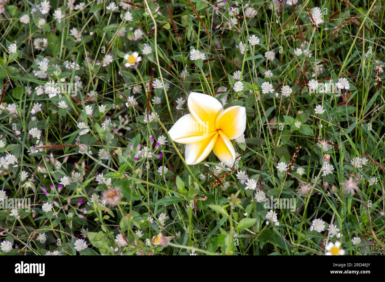Kamboja flower (Plumeria), also known as Lei flowers and Frangipani, in ...