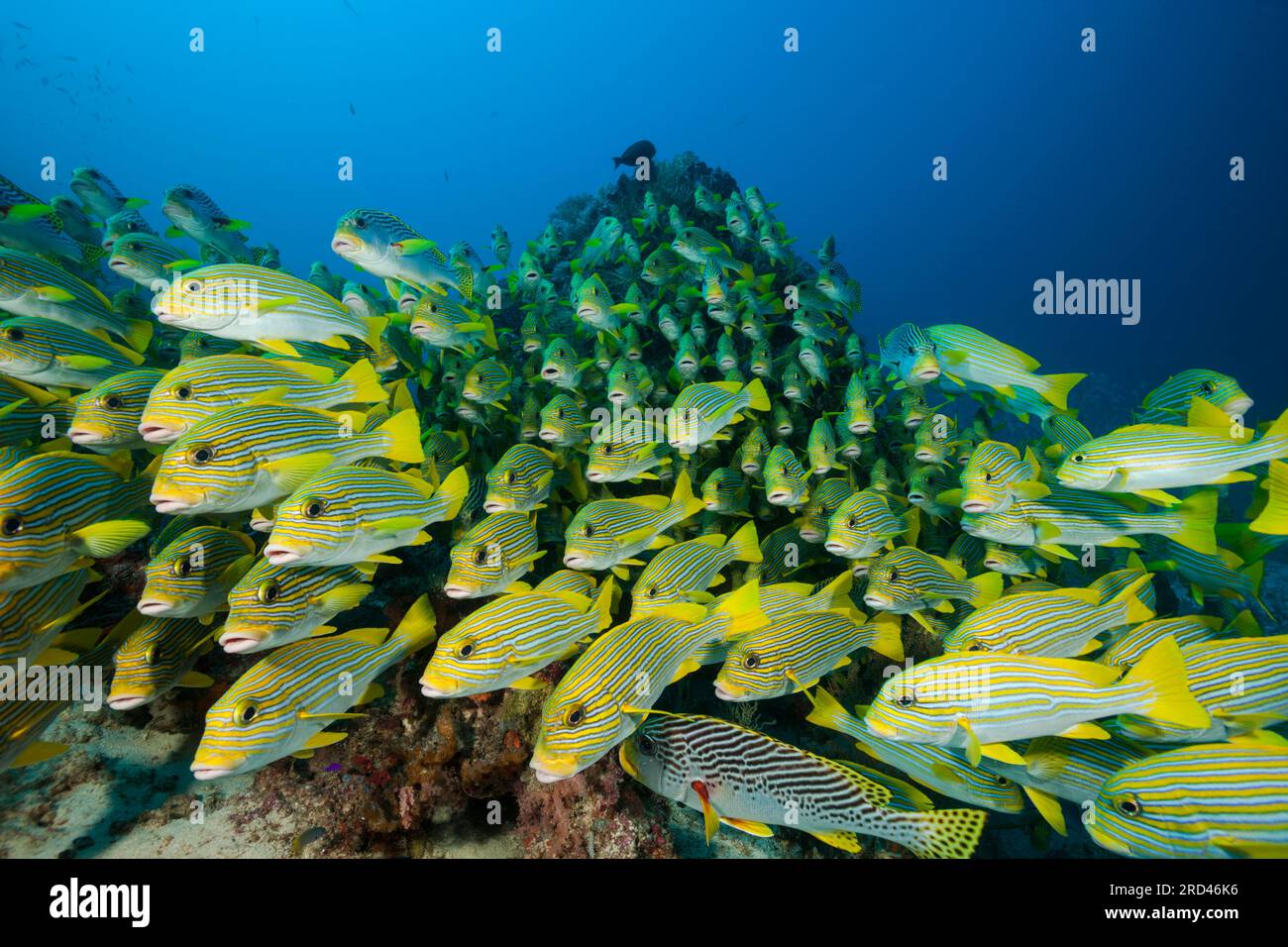 Shoal of Yellow-ribbon Sweetlips, Plectorhinchus polytaenia, Raja Ampat, West Papua, Indonesia ...