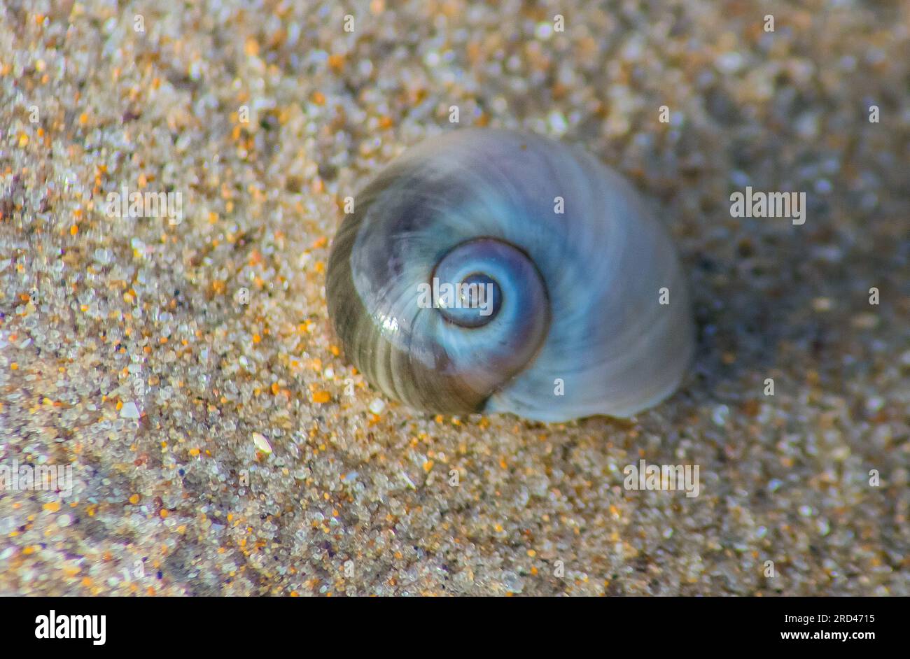 Janthina janthina hi-res stock photography and images - Alamy