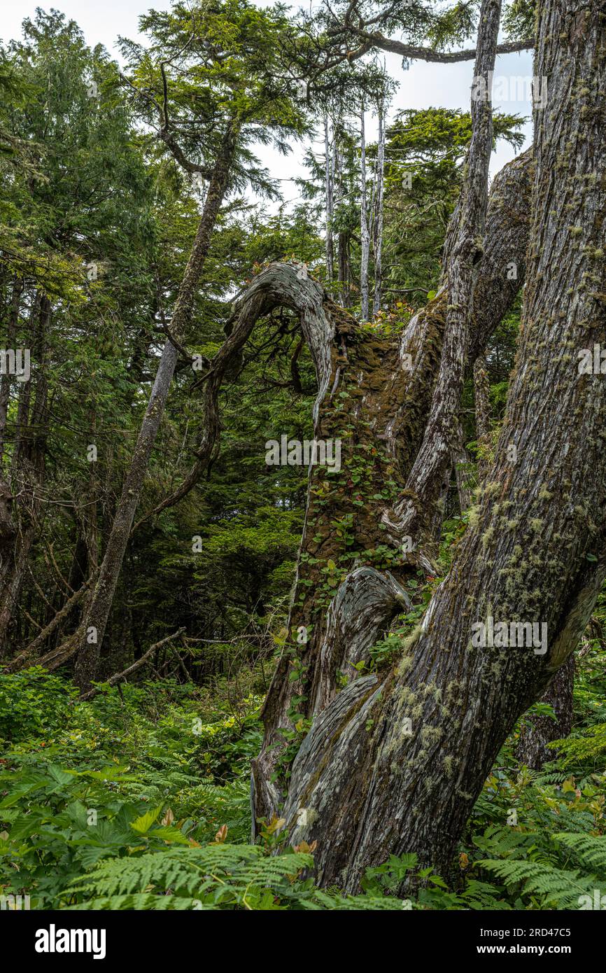 Root and Stem Structures of a Tree along the Pacific Rim Trail Stock ...